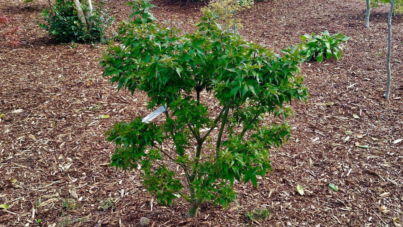Buy Acer palmatum 'Taro yama' Dwarf Japanese Maple — Mr Maple │ Buy ...