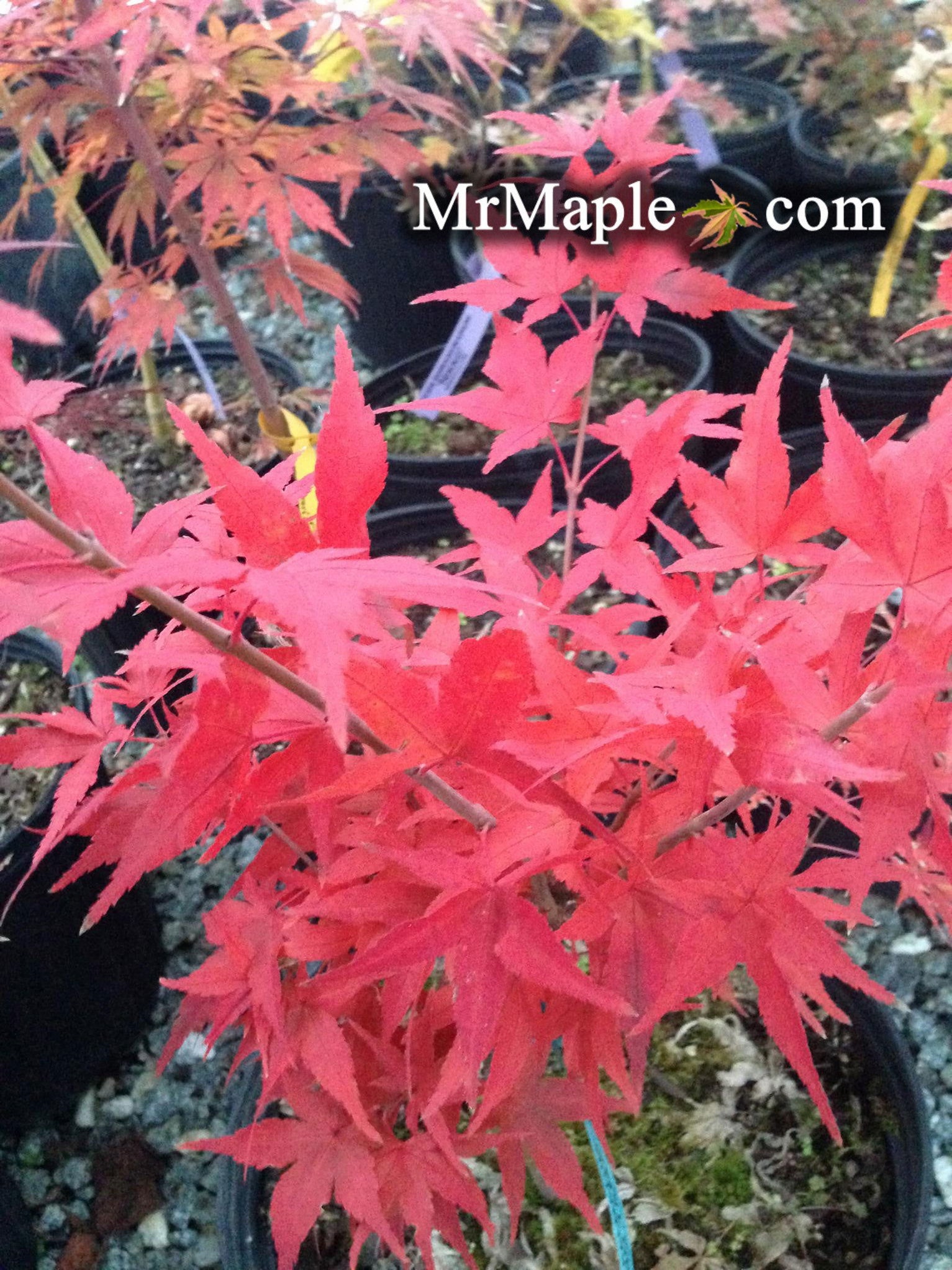 Buy Acer palmatum 'Taro yama' Dwarf Japanese Maple — Mr Maple │ Buy ...