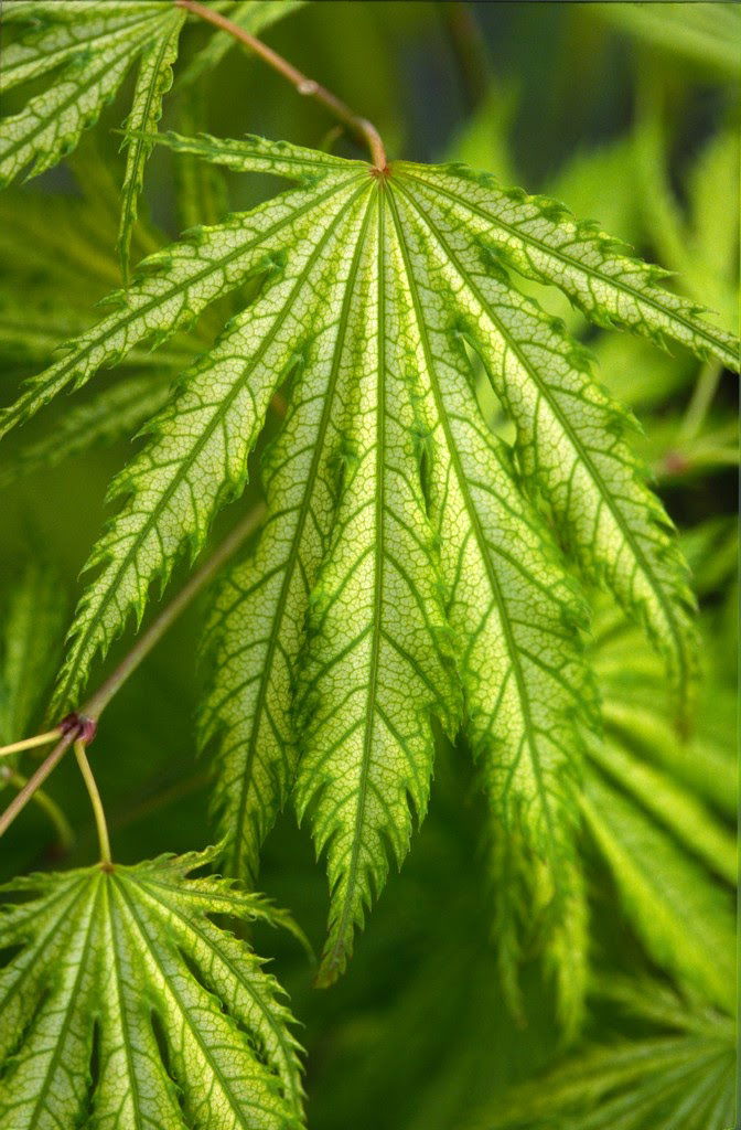 Buy Acer palmatum 'Tiger Rose' Japanese Maple — Mr Maple │ Buy Japanese ...