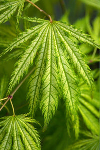 Buy Acer palmatum 'Tiger Rose' Japanese Maple — Mr Maple │ Buy Japanese ...