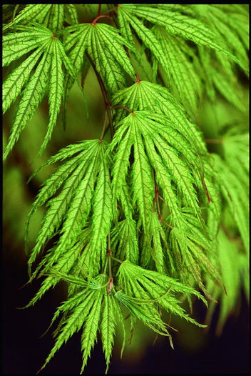 Buy Acer palmatum 'Tiger Rose' Japanese Maple — Mr Maple │ Buy Japanese ...