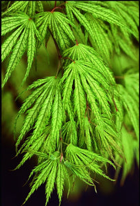Buy Acer palmatum 'Tiger Rose' Japanese Maple — Mr Maple │ Buy Japanese ...