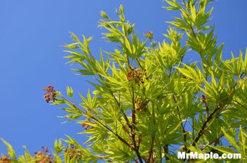 Buy Acer palmatum 'Tiger Rose' Japanese Maple — Mr Maple │ Buy Japanese ...