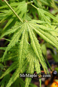 Buy Acer palmatum 'Tiger Rose' Japanese Maple — Mr Maple │ Buy Japanese ...