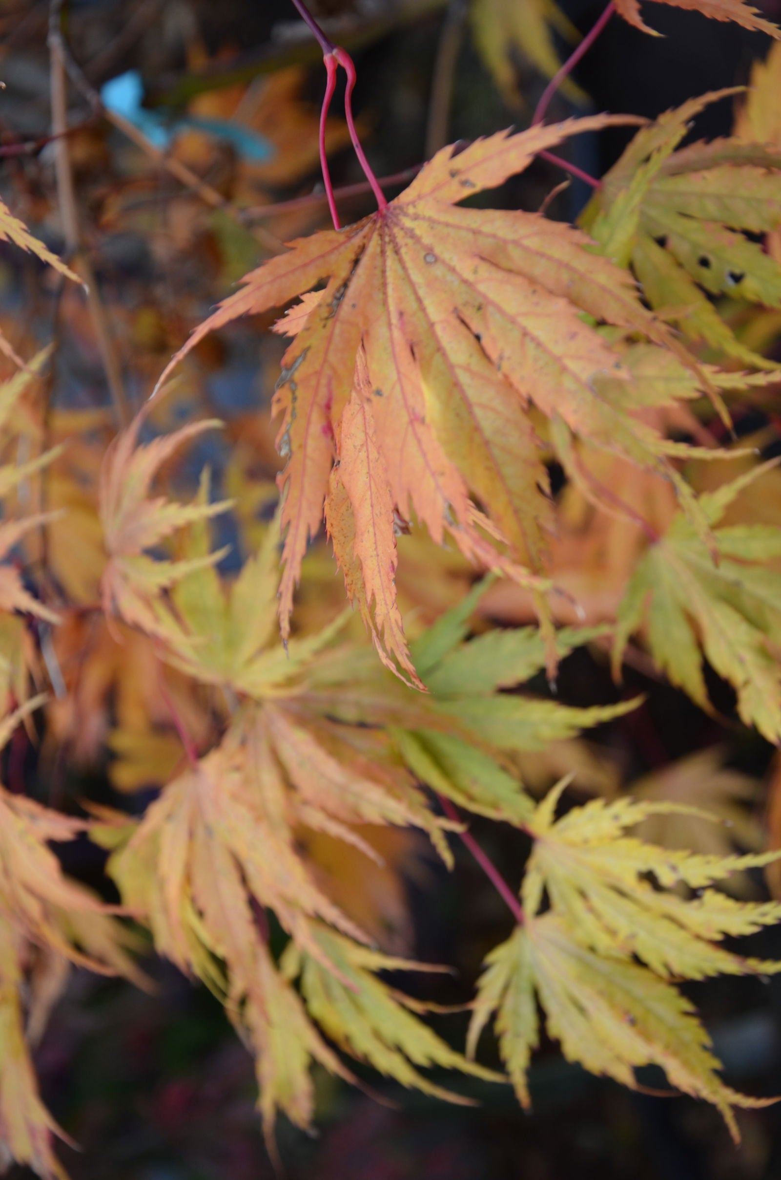 Buy Acer palmatum 'Tiger Rose' Japanese Maple — Mr Maple │ Buy Japanese ...
