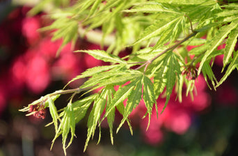 Buy Acer palmatum 'Tiger Rose' Japanese Maple — Mr Maple │ Buy Japanese ...