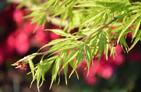 Buy Acer palmatum 'Tiger Rose' Japanese Maple — Mr Maple │ Buy Japanese ...