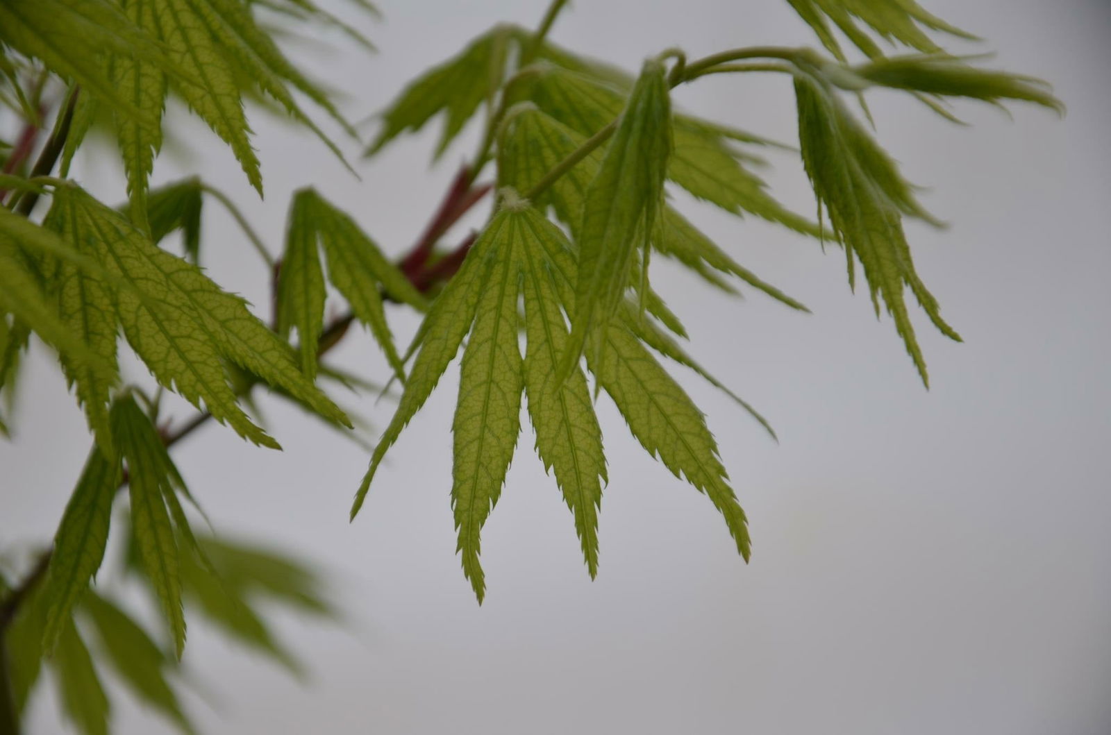 Buy Acer palmatum 'Tiger Rose' Japanese Maple — Mr Maple │ Buy Japanese ...