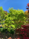 Buy Acer palmatum 'Tiger Rose' Japanese Maple — Mr Maple │ Buy Japanese ...