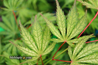 Buy Acer palmatum 'Tiger Rose' Japanese Maple — Mr Maple │ Buy Japanese ...