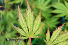 Buy Acer palmatum 'Tiger Rose' Japanese Maple — Mr Maple │ Buy Japanese ...