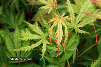 Buy Acer palmatum 'Tiger Rose' Japanese Maple — Mr Maple │ Buy Japanese ...