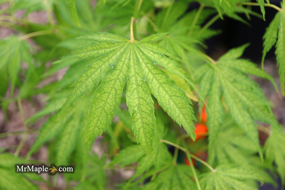 Buy Acer palmatum 'Tiger Rose' Japanese Maple — Mr Maple │ Buy Japanese ...