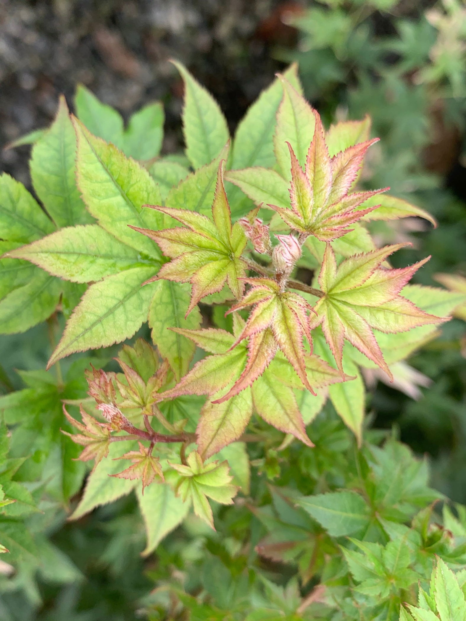 Buy Acer palmatum 'Tiny Stars' Japanese Maple — Mr Maple │ Buy Japanese ...