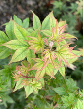 Buy Acer palmatum 'Tiny Stars' Japanese Maple — Mr Maple │ Buy Japanese ...