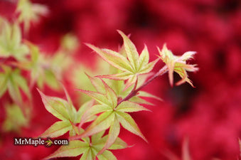 Buy Acer palmatum 'Tiny Stars' Japanese Maple — Mr Maple │ Buy Japanese ...