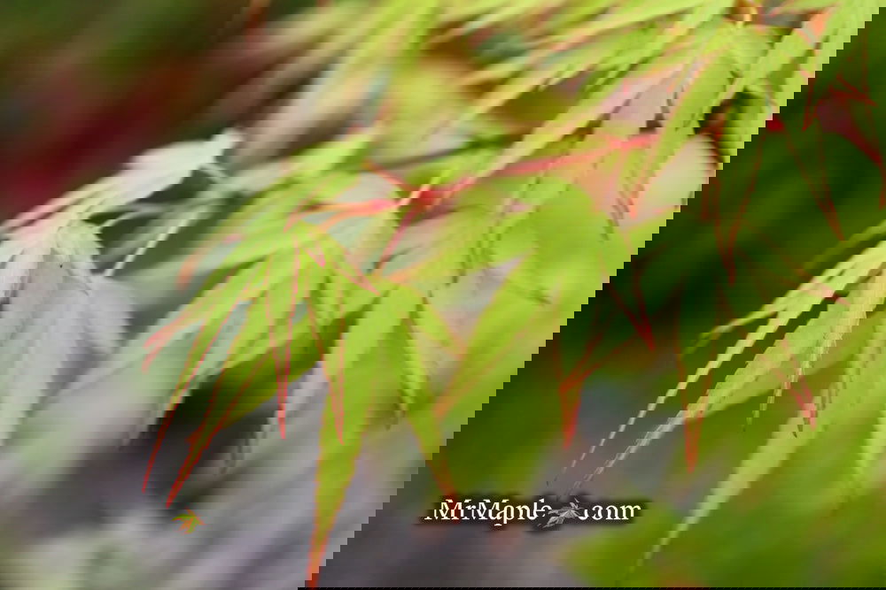 Buy Acer palmatum 'Tsukasa Dwarf' Japanese Maple — Mr Maple │ Buy ...