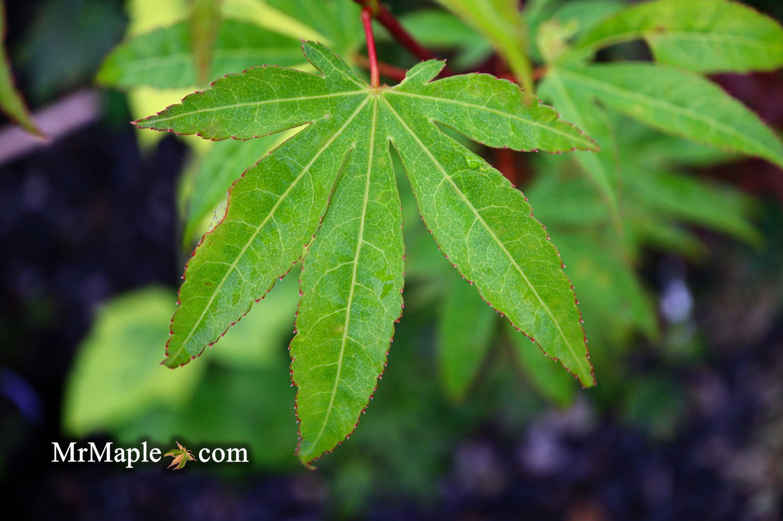 Buy Acer palmatum 'Tsuma beni' Japanese Maple — Mr Maple │ Buy Japanese ...