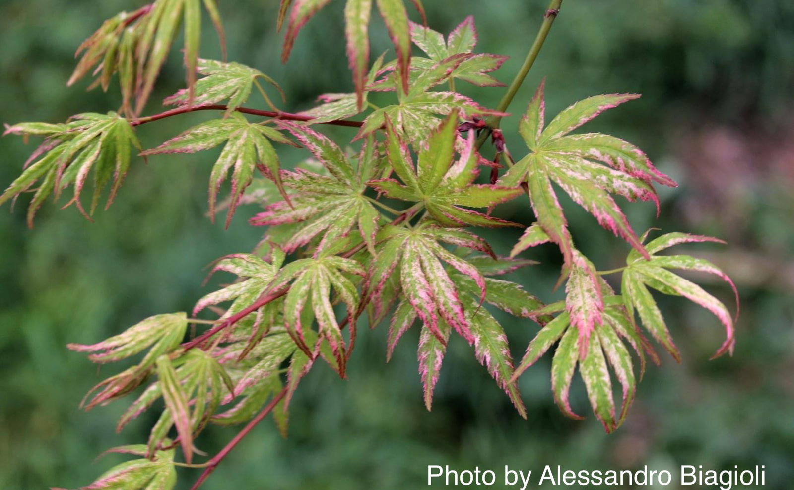 Buy Acer palmatum 'Tsuru no mai' Japanese Maple — Mr Maple │ Buy ...