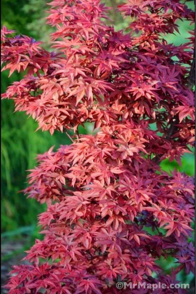 Buy Acer palmatum 'Twombly's Red Sentinel' Columnar Japanese Maple — Mr ...