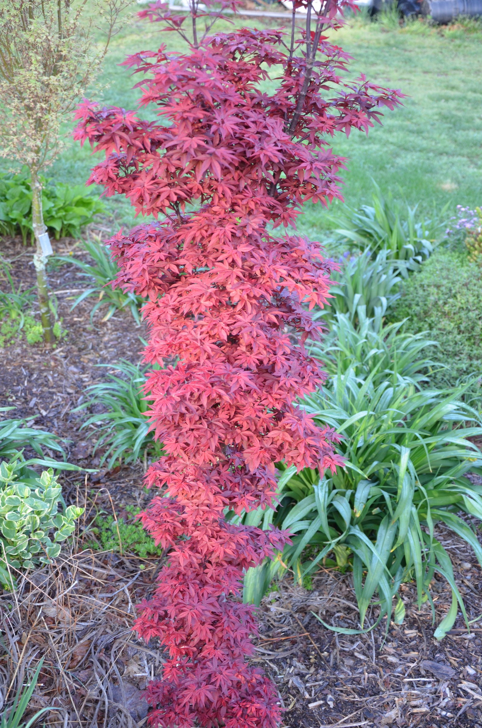 Buy Acer palmatum 'Twombly's Red Sentinel' Columnar Japanese Maple — Mr ...