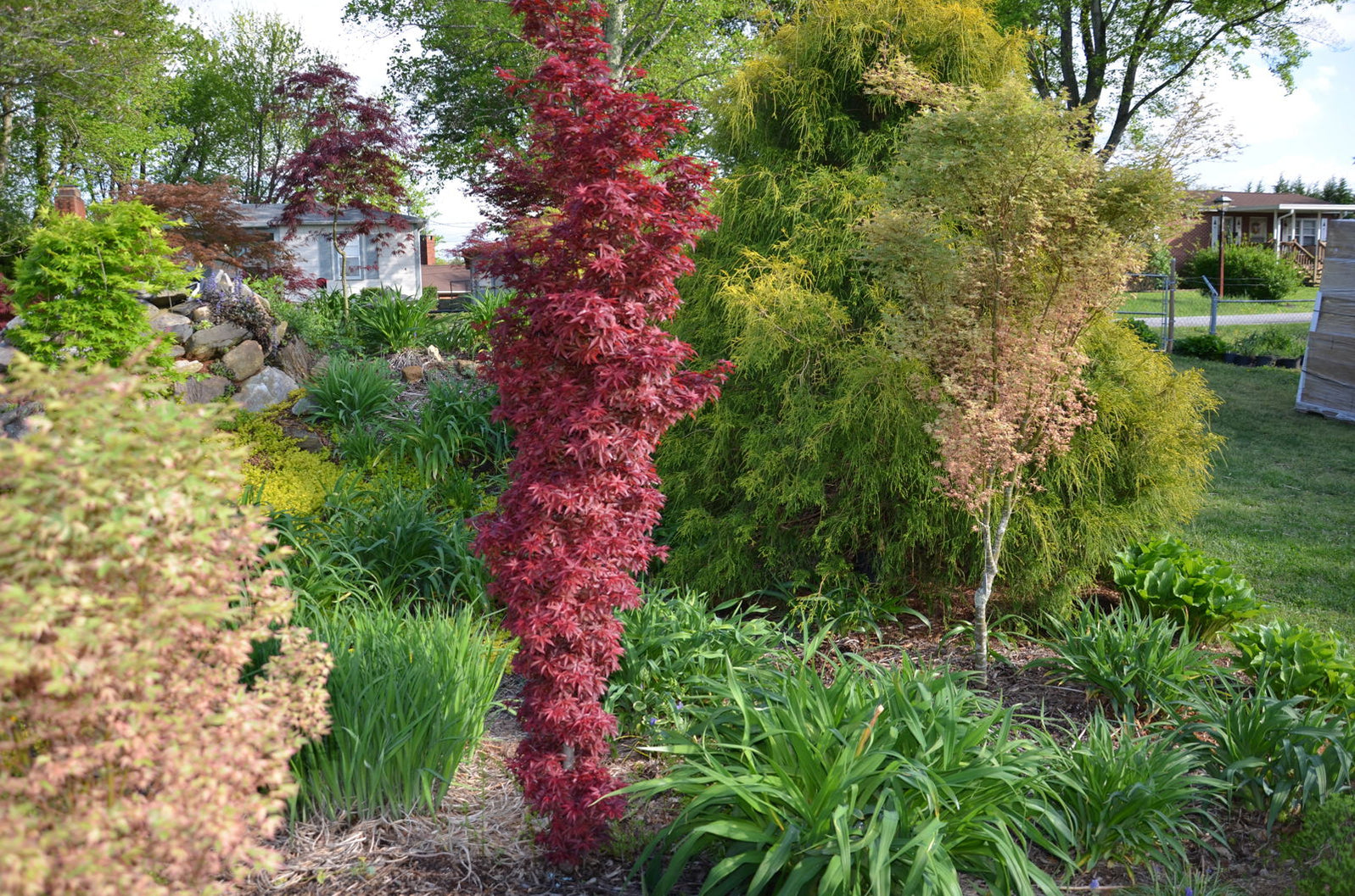 Buy Acer palmatum 'Twombly's Red Sentinel' Columnar Japanese Maple — Mr ...