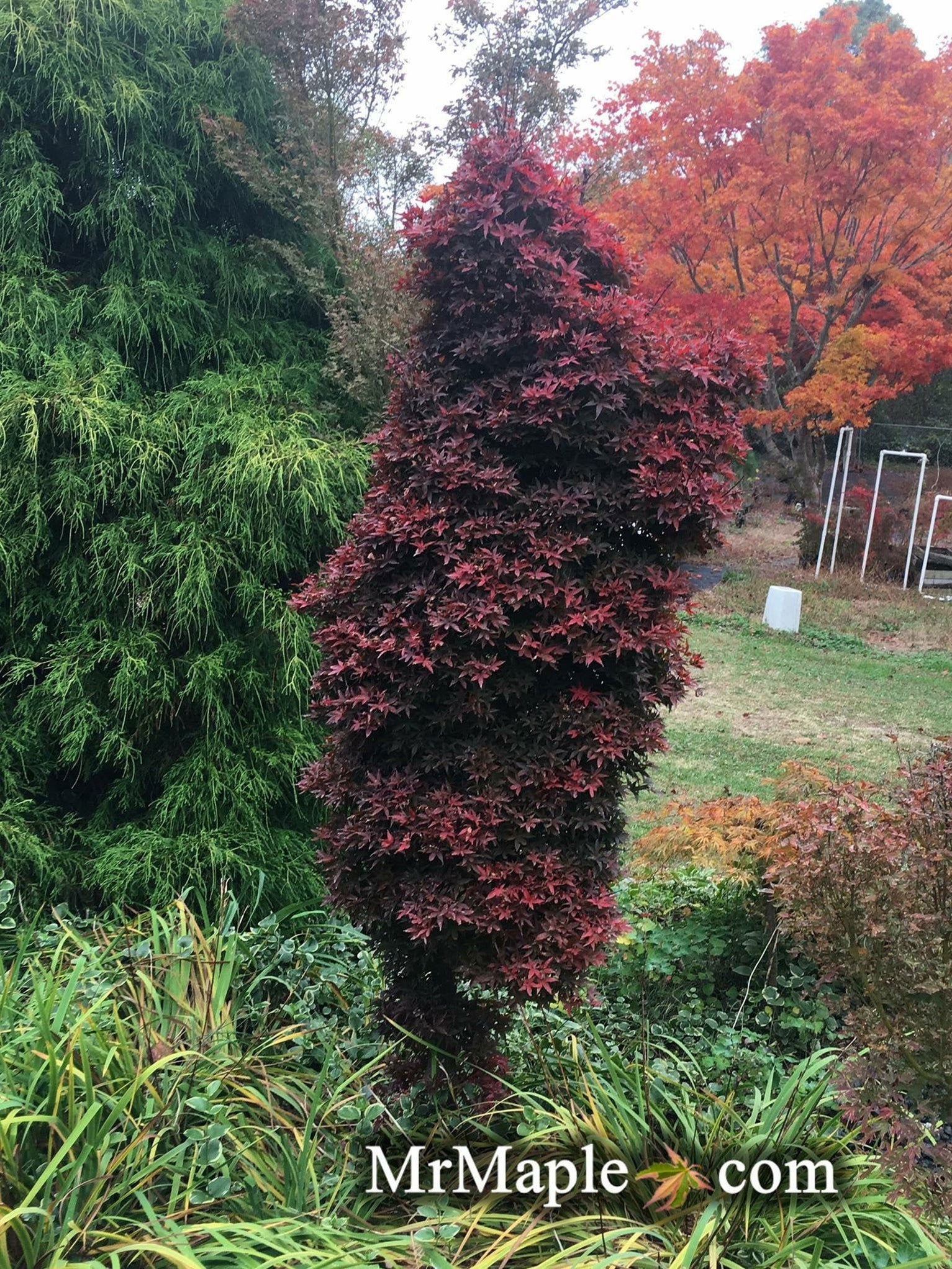 Buy Acer palmatum 'Twombly's Red Sentinel' Columnar Japanese Maple — Mr ...