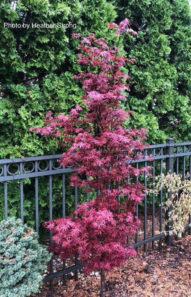 Buy Acer palmatum 'Twombly's Red Sentinel' Columnar Japanese Maple — Mr ...