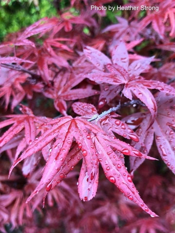 Buy Acer palmatum 'Twombly's Red Sentinel' Columnar Japanese Maple — Mr ...