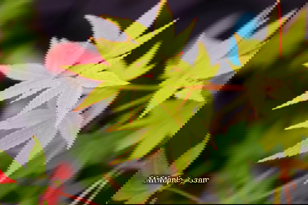 Buy Acer palmatum 'Ueno Homare' Rare Japanese Maple — Mr Maple │ Buy ...