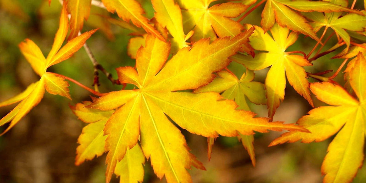 Buy Acer palmatum 'Ueno yama' Japanese Maple — Mr Maple │ Buy Japanese ...