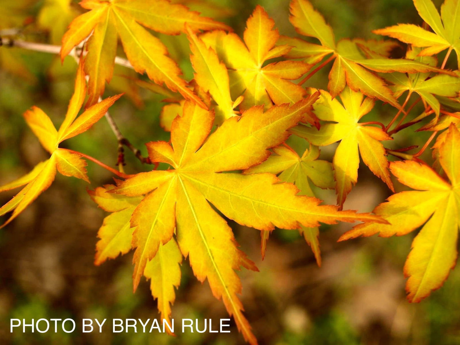 Buy Acer palmatum 'Ueno yama' Japanese Maple — Mr Maple │ Buy Japanese ...