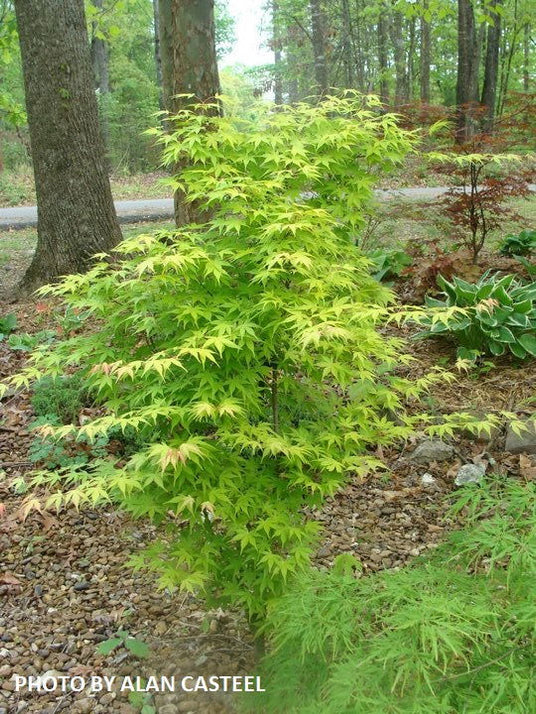 Buy Acer palmatum 'Ueno yama' Japanese Maple — Mr Maple │ Buy Japanese ...