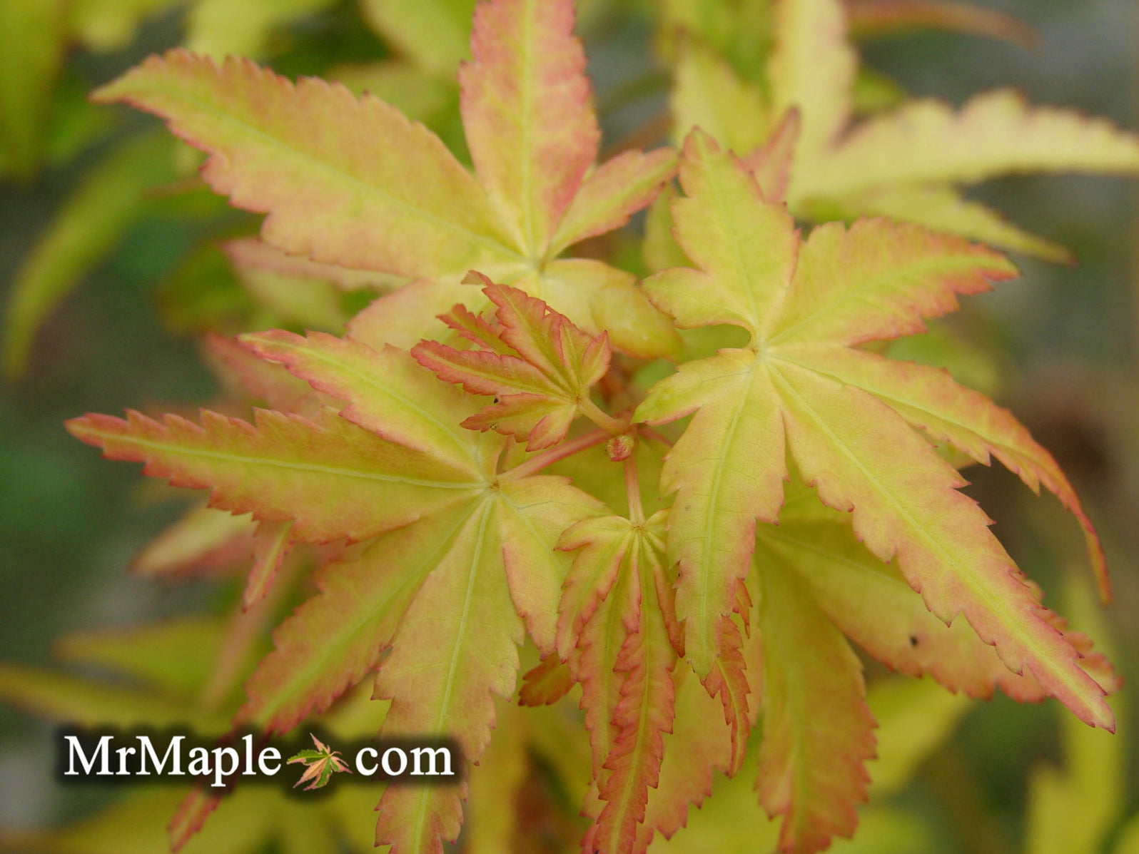 Buy Acer palmatum 'Ueno yama' Japanese Maple — Mr Maple │ Buy Japanese ...