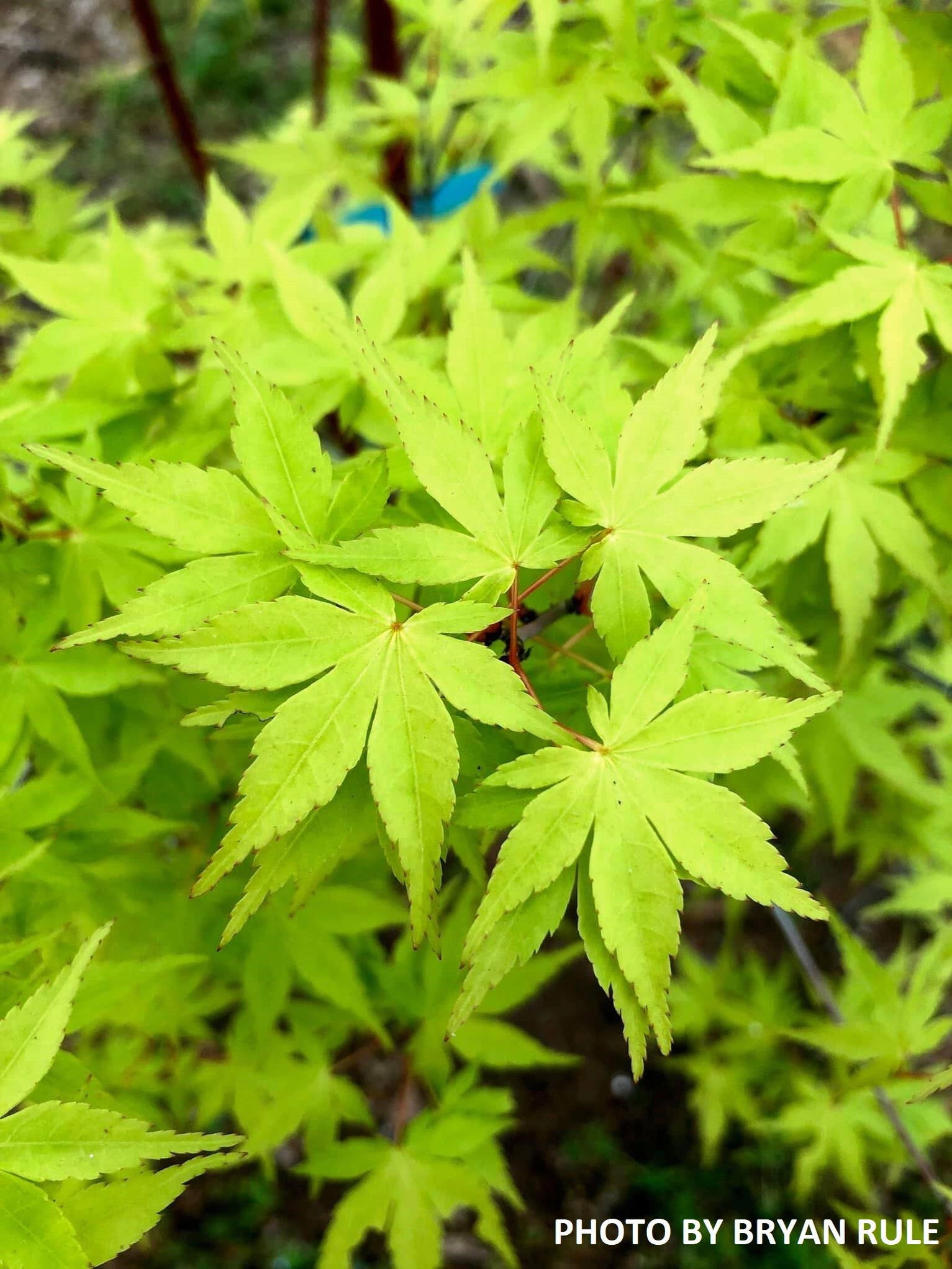 Buy Acer palmatum 'Ueno yama' Japanese Maple — Mr Maple │ Buy Japanese ...