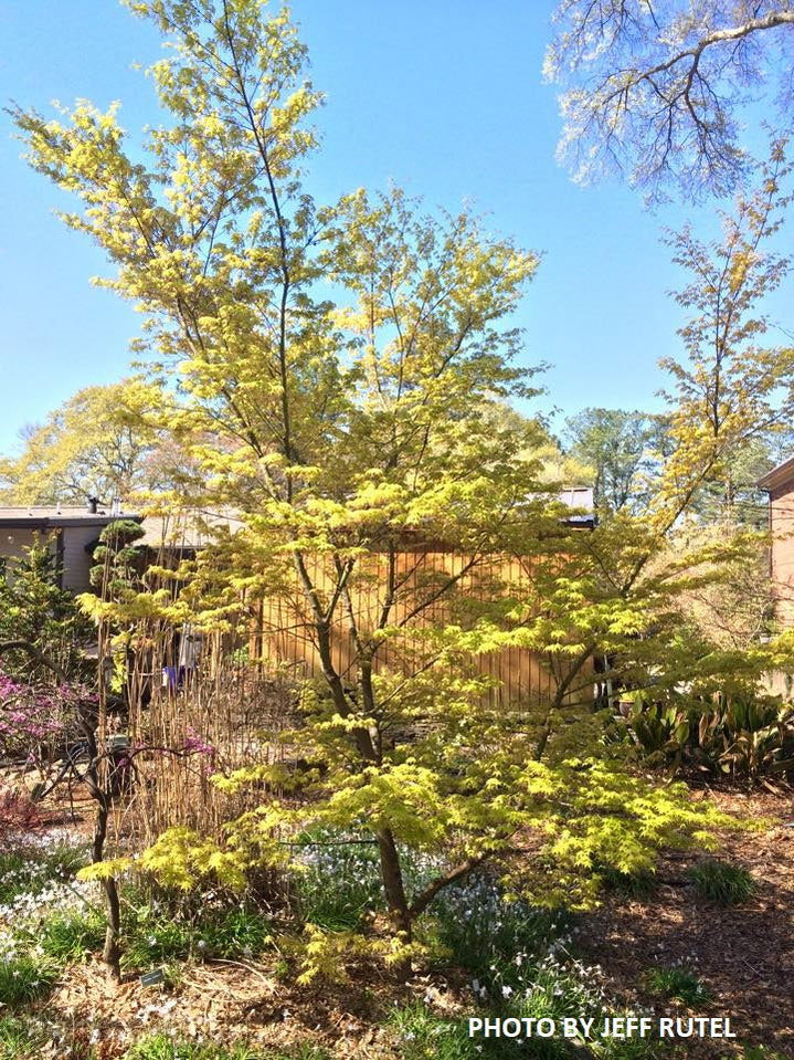 Buy Acer palmatum 'Ueno yama' Japanese Maple — Mr Maple │ Buy Japanese ...