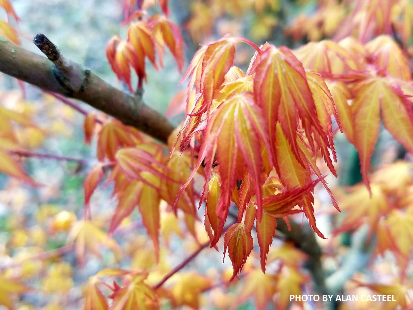 Buy Acer palmatum 'Ueno yama' Japanese Maple — Mr Maple │ Buy Japanese ...