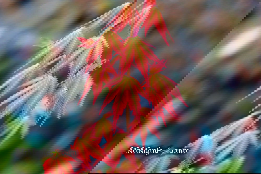 Buy Acer palmatum 'Ueno yatsubusa' Japanese Maple — Mr Maple │ Buy ...