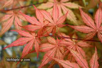 Buy Acer palmatum 'Uncle Ghost' Japanese Maple — Mr Maple │ Buy ...