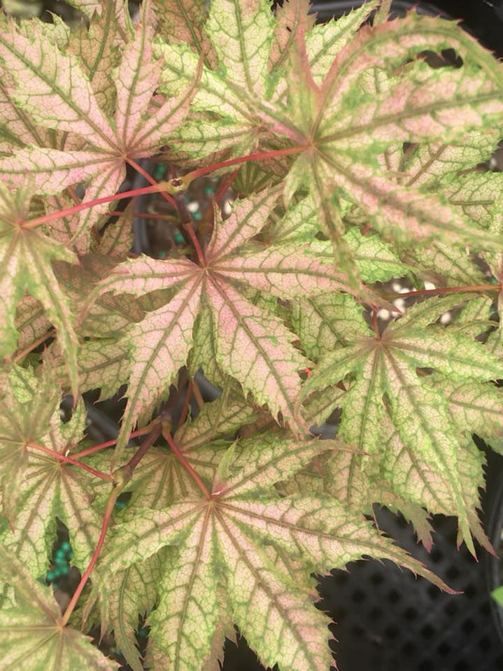 Buy Acer palmatum 'Uncle Ghost' Japanese Maple — Mr Maple │ Buy ...