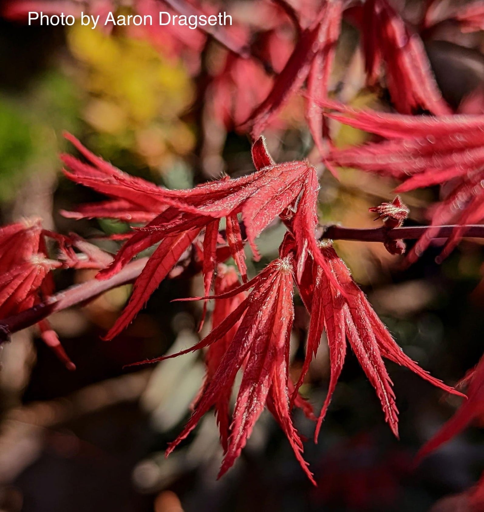 Buy Acer palmatum 'Uncle Ghost' Japanese Maple — Mr Maple │ Buy ...