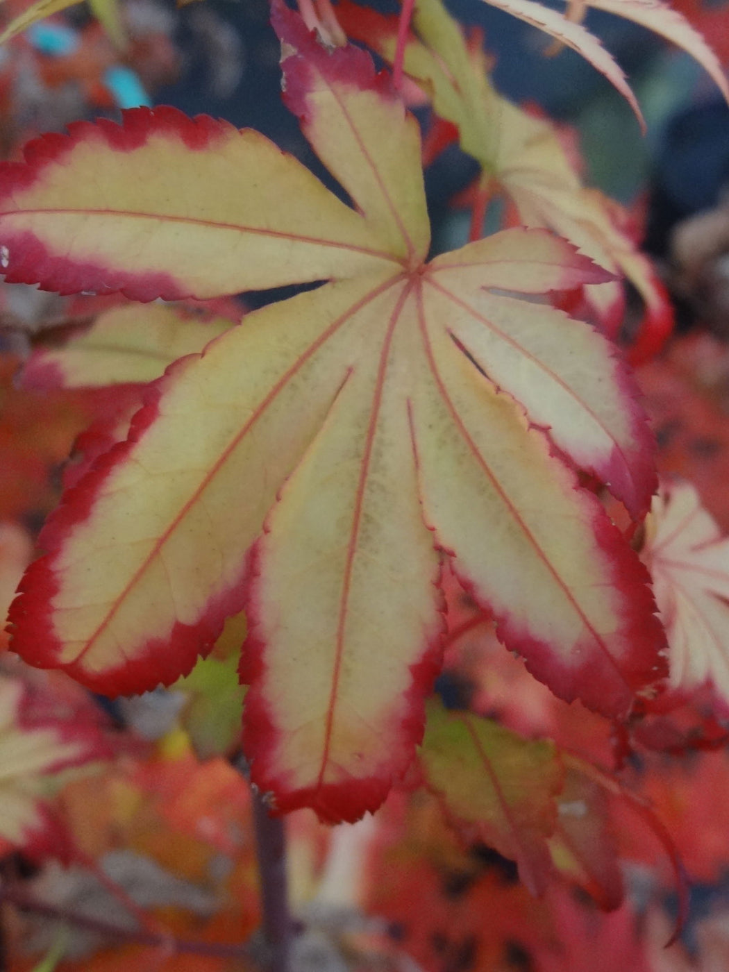 Buy Acer palmatum 'Usu midori' Japanese Maple — Mr Maple │ Buy Japanese ...