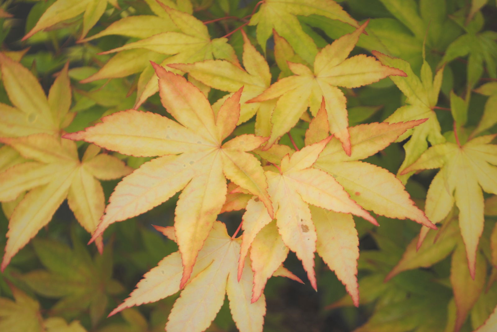 Buy Acer palmatum 'Usu midori' Japanese Maple — Mr Maple │ Buy Japanese ...
