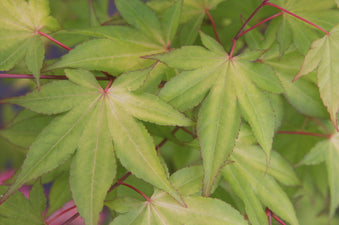 Buy Acer palmatum 'Usu midori' Japanese Maple — Mr Maple │ Buy Japanese ...