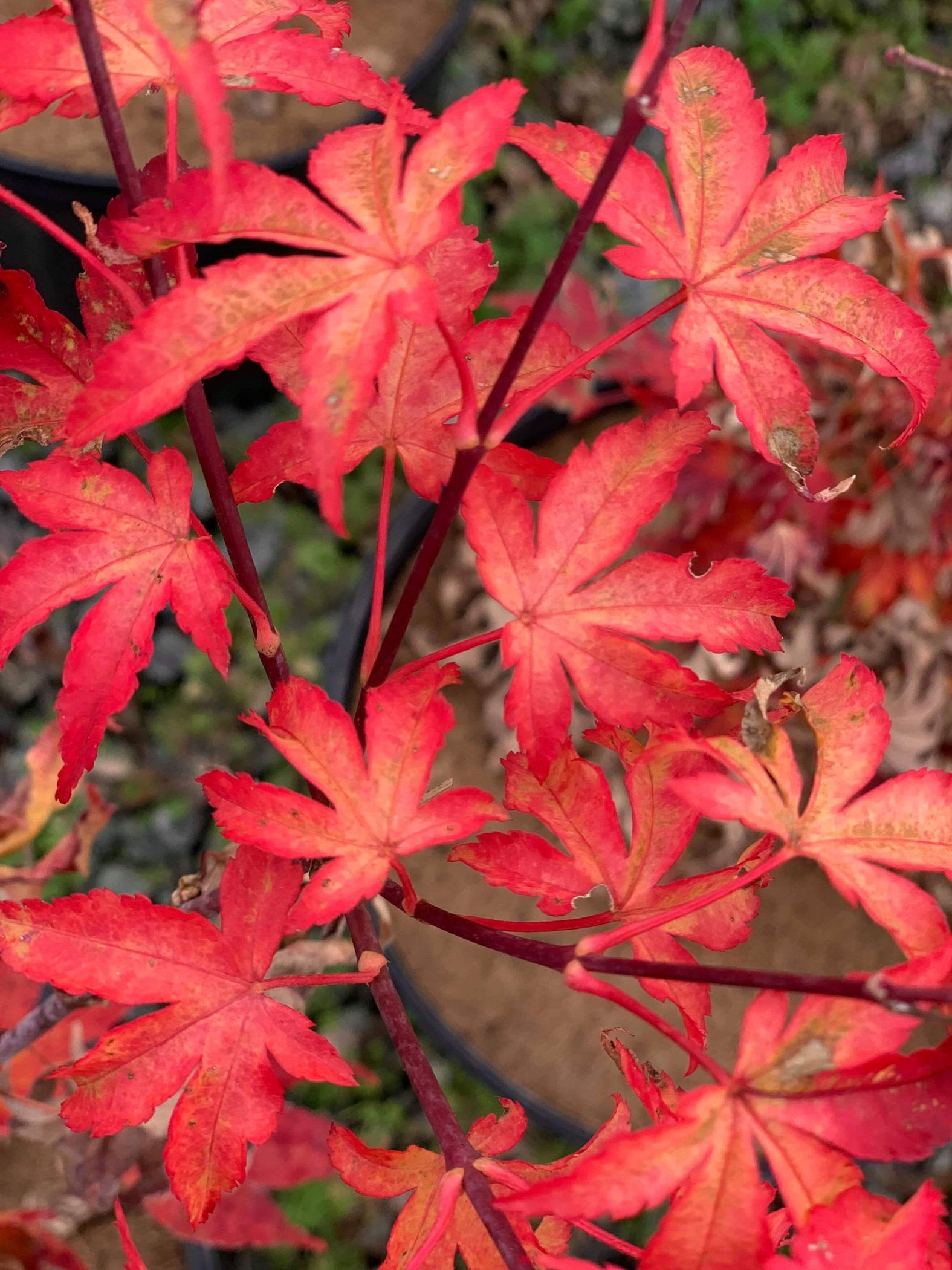 Buy Acer palmatum 'Usu midori' Japanese Maple — Mr Maple │ Buy Japanese ...