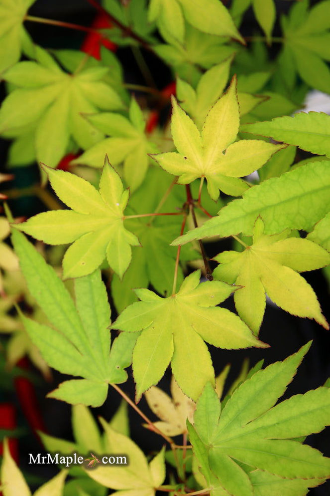 Buy Acer palmatum 'Usu midori' Japanese Maple — Mr Maple │ Buy Japanese ...