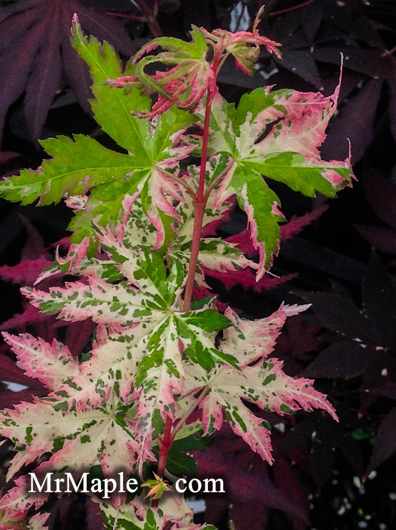 Buy Acer palmatum 'Uzen nishiki' Variegated Japanese Maple — Mr Maple ...