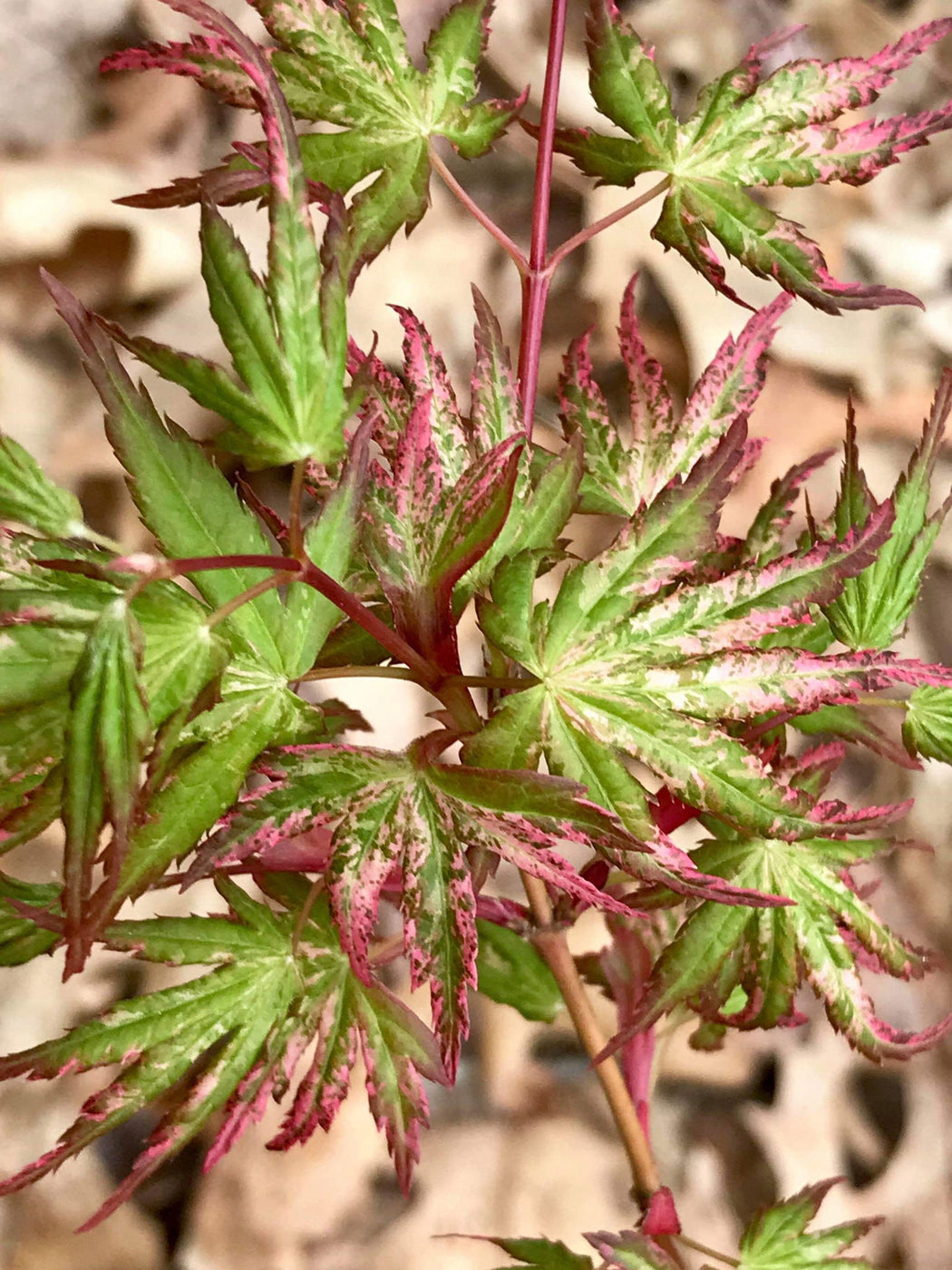 Buy Acer palmatum 'Uzen nishiki' Variegated Japanese Maple — Mr Maple ...