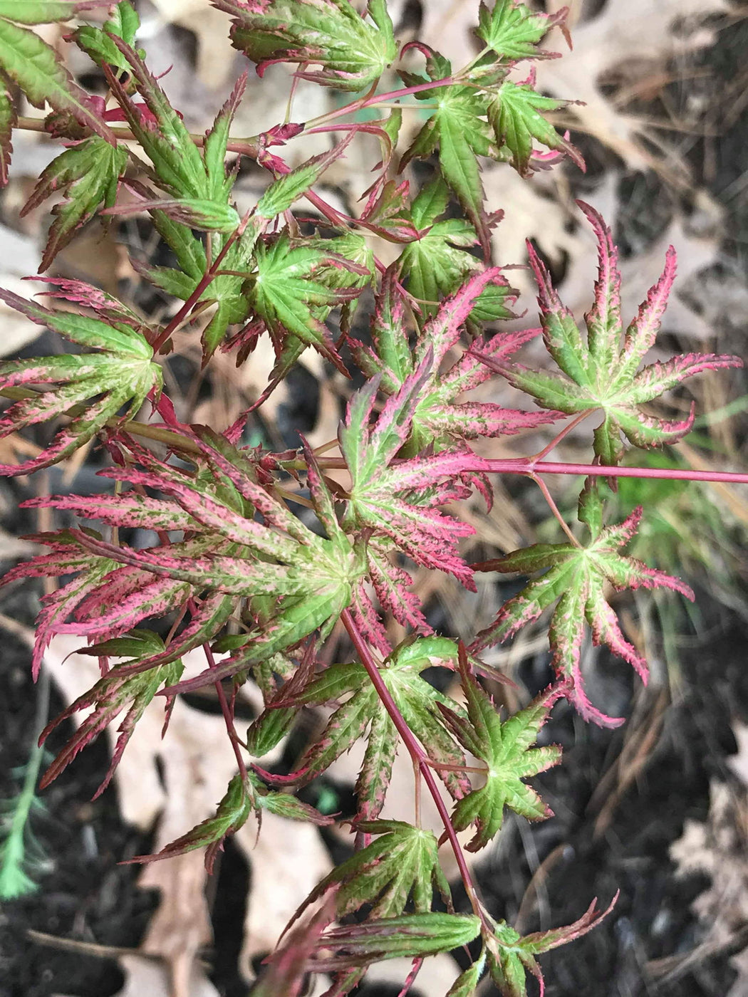 Buy Acer palmatum 'Uzen nishiki' Variegated Japanese Maple — Mr Maple ...