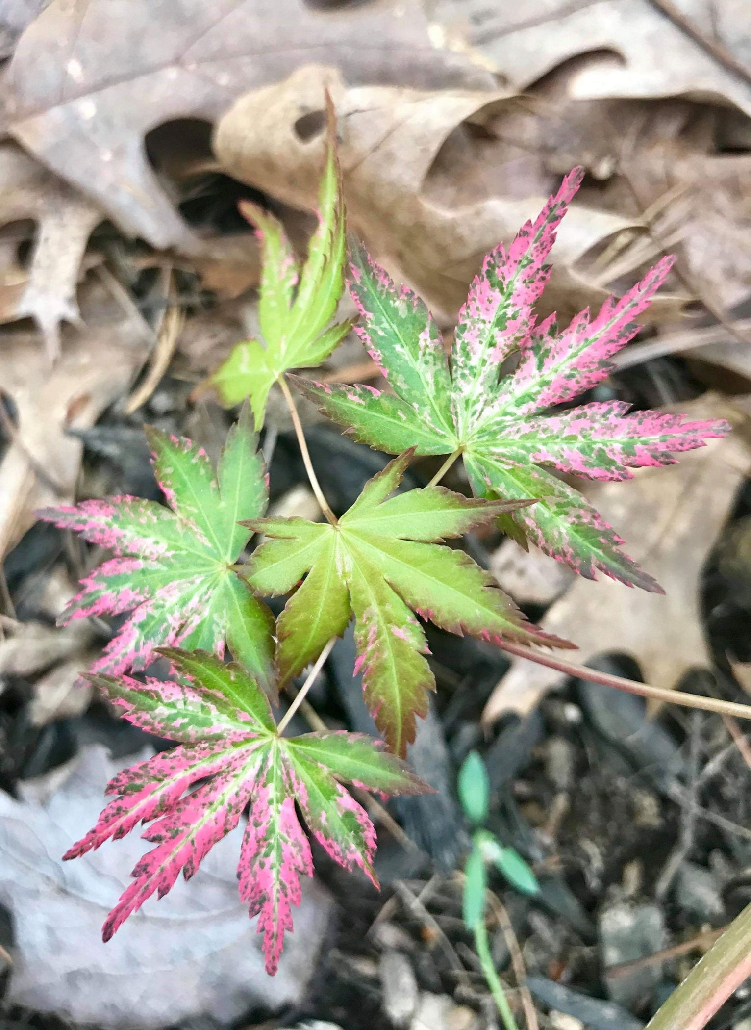 Buy Acer palmatum 'Uzen nishiki' Variegated Japanese Maple — Mr Maple ...